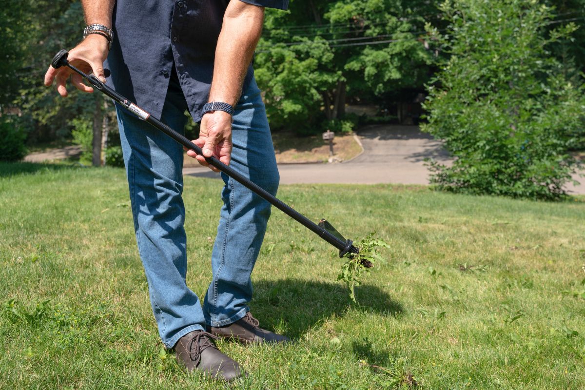 Weeding Made Easy: Using Your New Walden Easy Weeder™ | Expert Tips ...